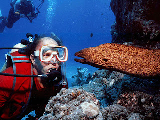 SPORTSALLINS: DIVING