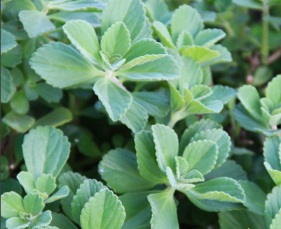 Para qué sirve la planta de atamel | Plantas