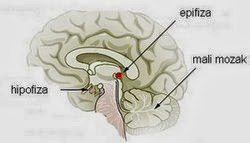 Naudi nikome: Epifiza - Pineal gland (eng.)