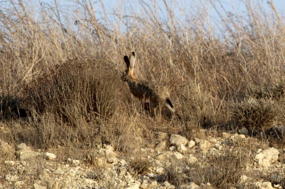 Mammals of Cyprus - Τα θηλαστικά της Κύπρου by George Konstantinou ...