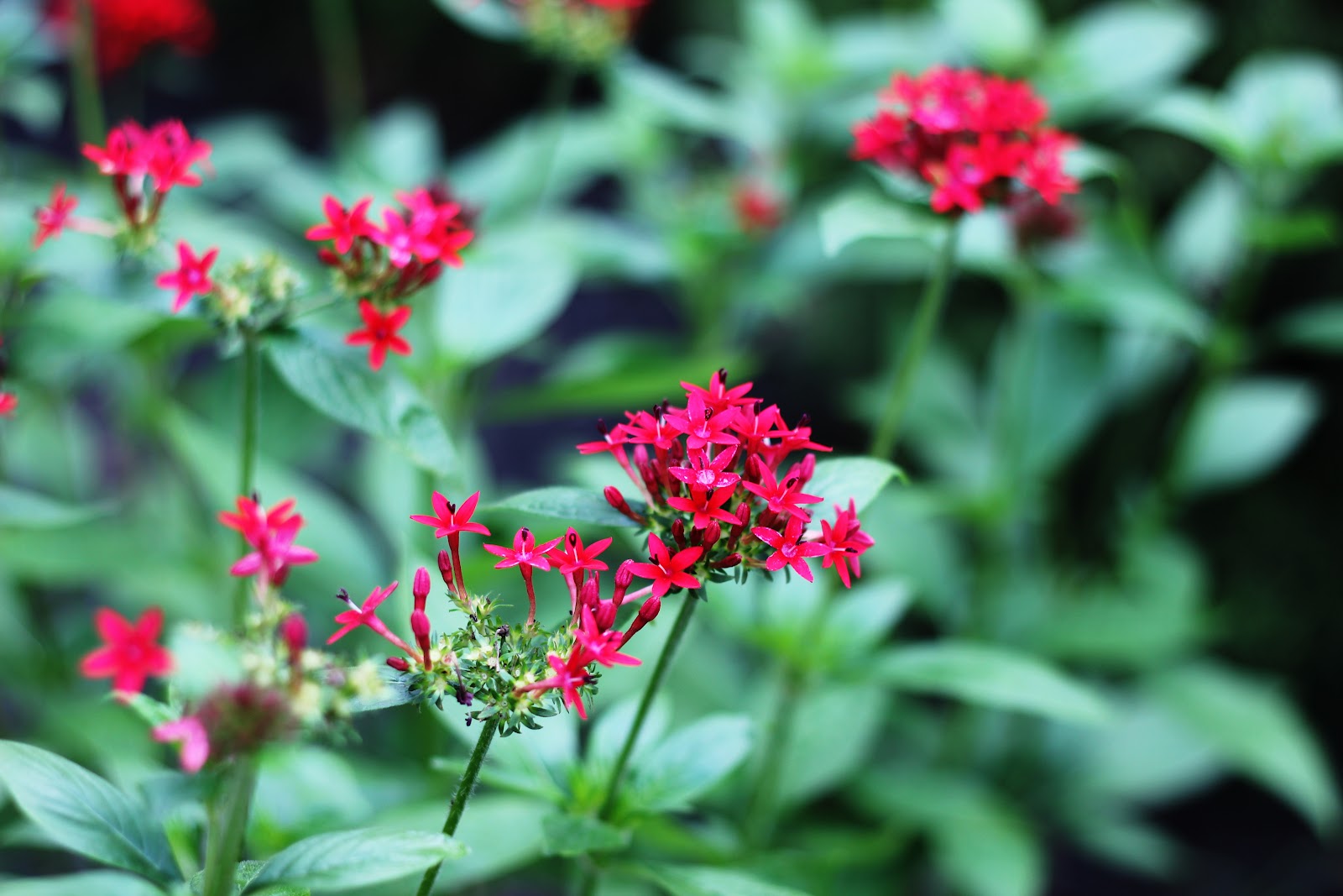 bleu hydrangea: Garden Survivors