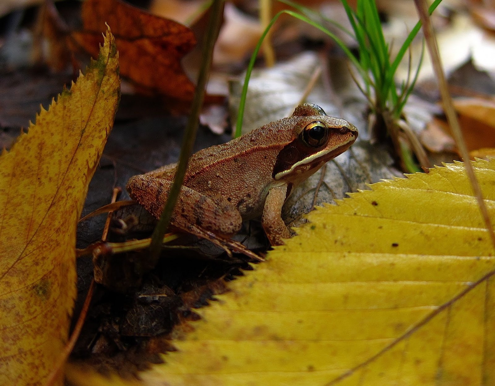 Saratoga woods and waterways: Searching for Autumn Coralroot