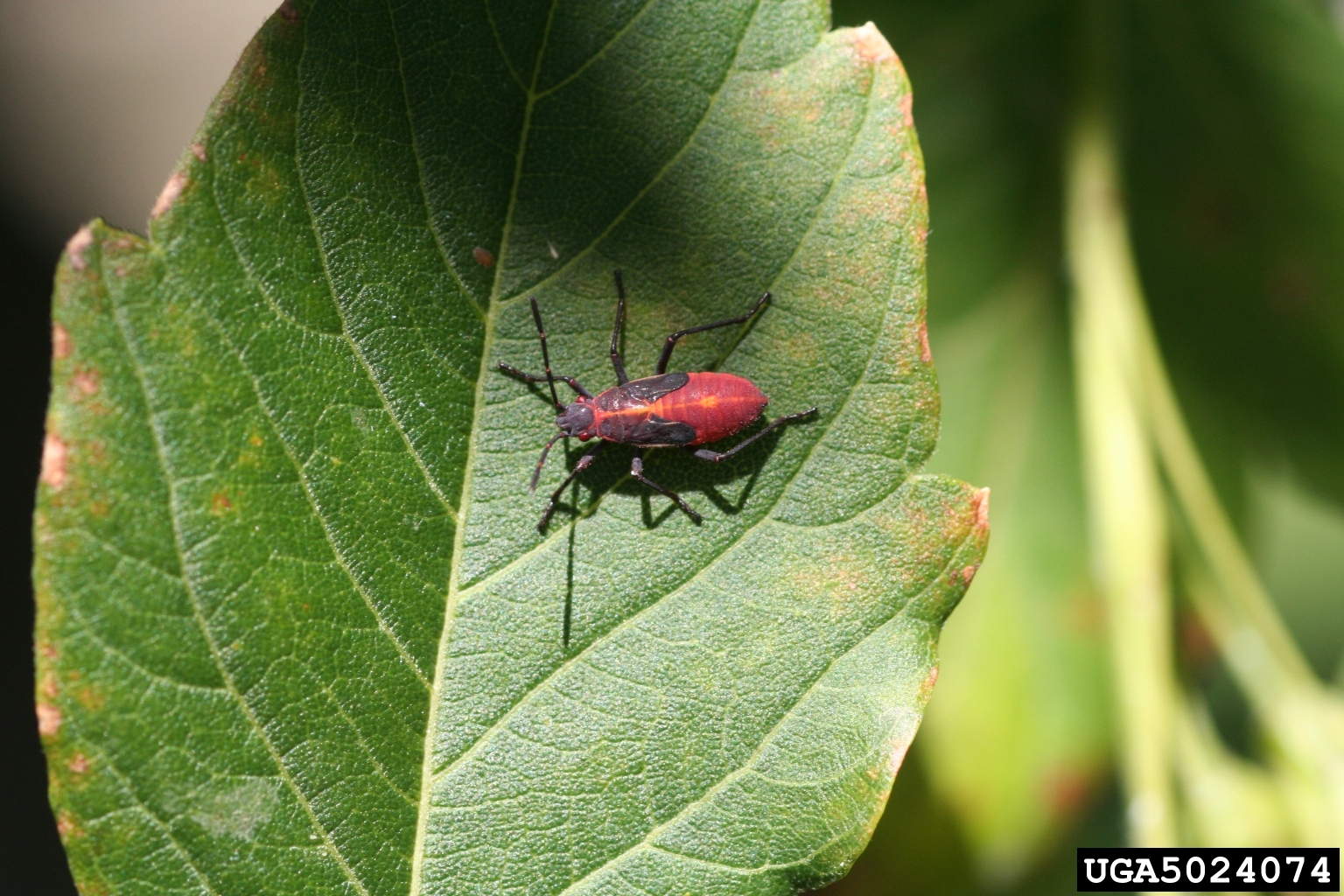 It's a bug's life: Finding an orange bug in corn?