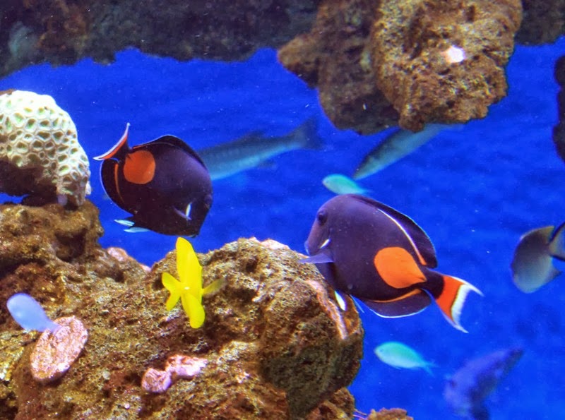 Howard`s Reef: Visit to the Blue Planet (Den Blå Planet) in Denmark ...