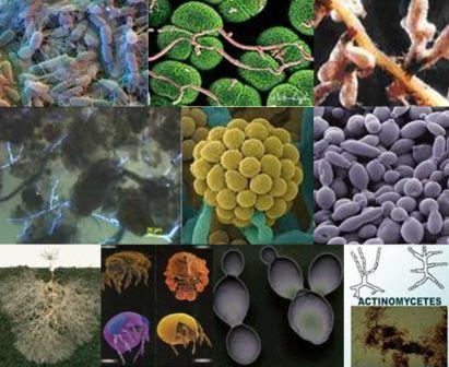 Awal Perkembangan Mikrobiologi