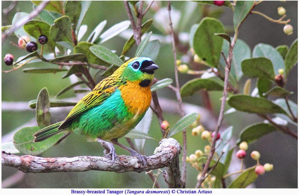Christian Artuso: Birds, Wildlife: Tanager dreamin’ on such a winter’s day!