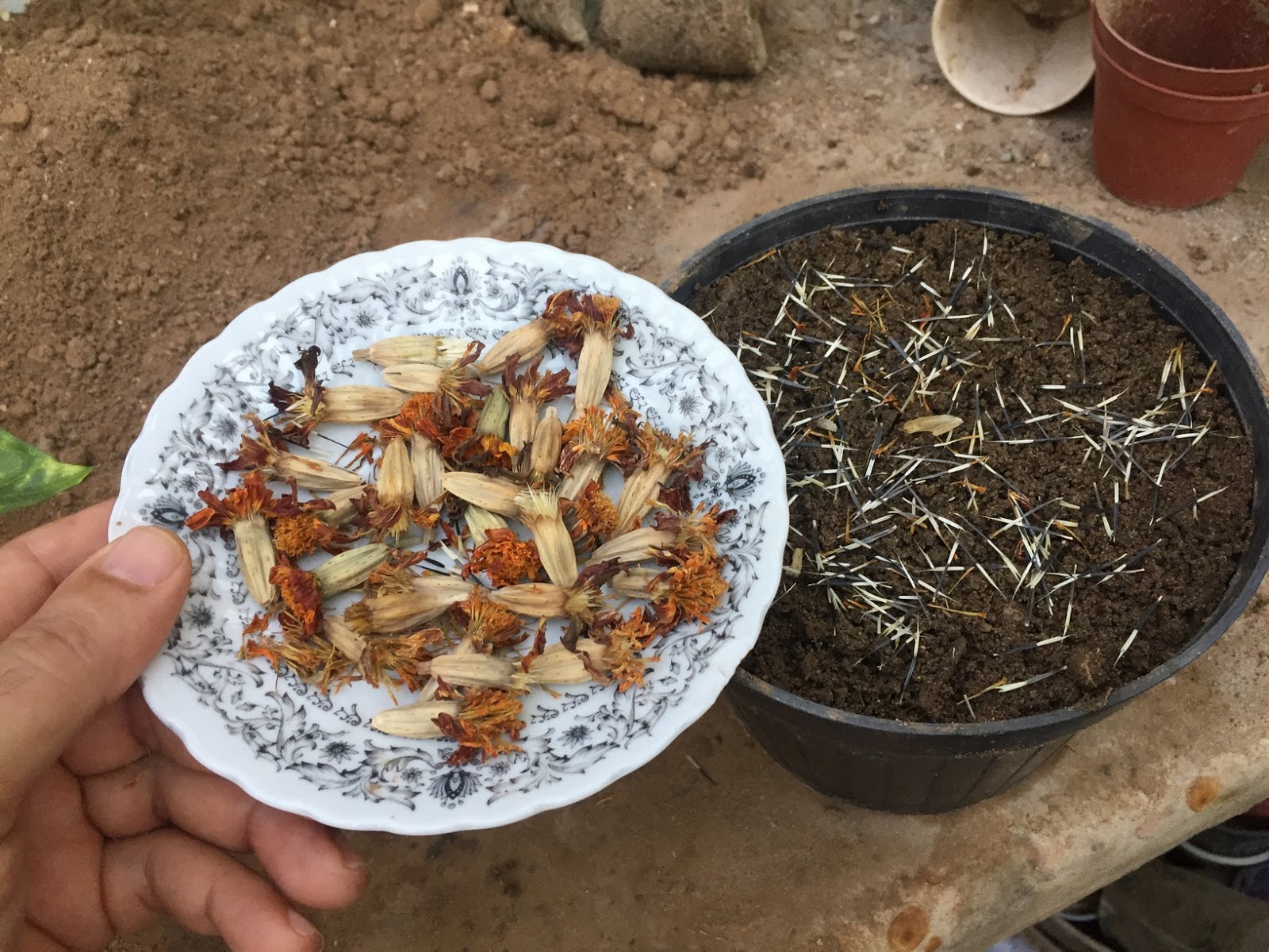 How To Grow Marigolds