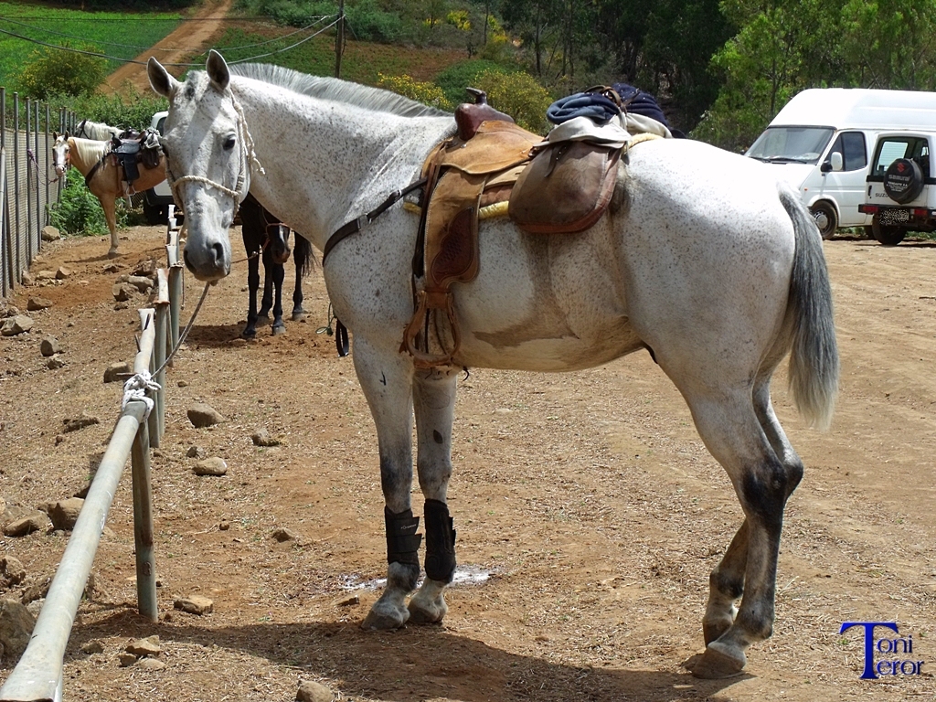 El reflejo de mi mirada: Caballo blanco con montura