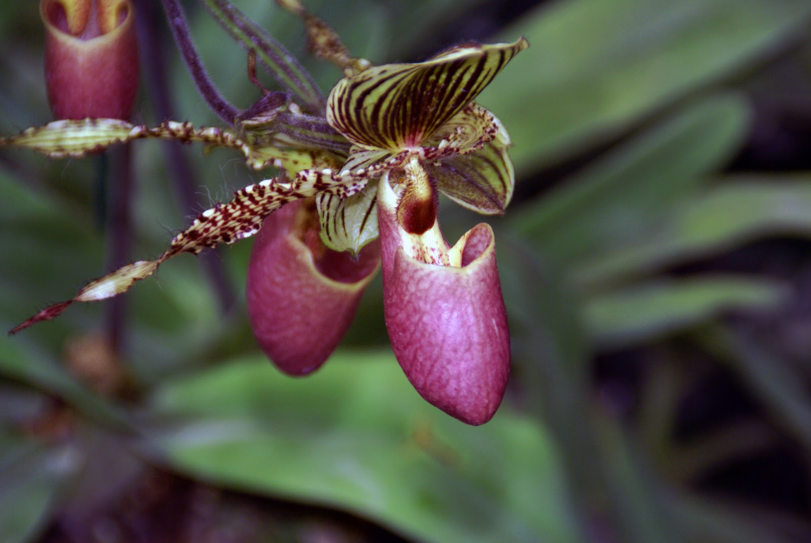 Rara's Images: Ballet Slipper Orchids