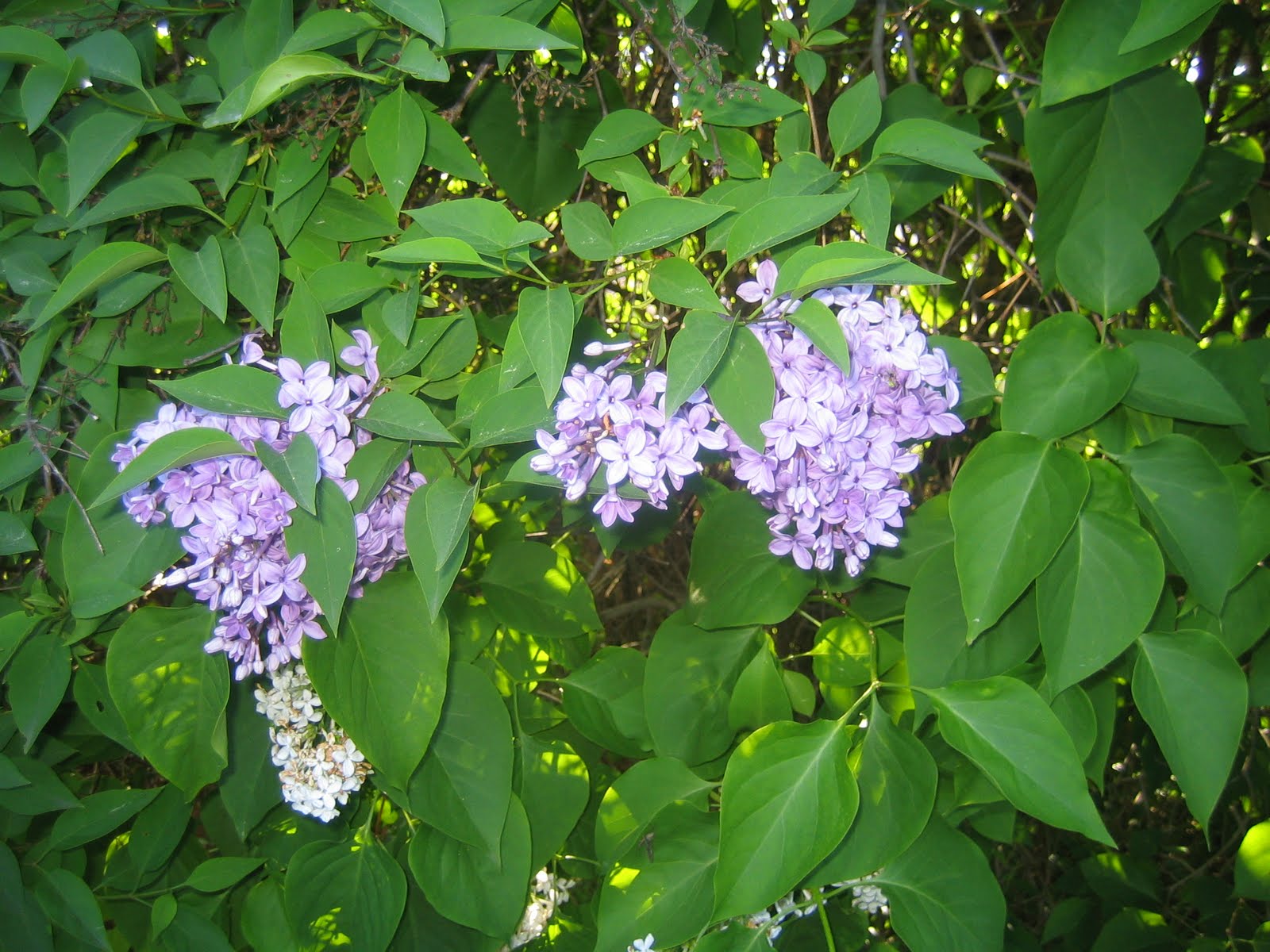 Drømmehagen til Gulltann: Forskjellige syriner fra småbruket: Rett navn?