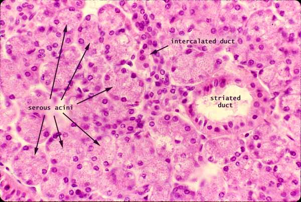 Salisbury's Graduate Histology