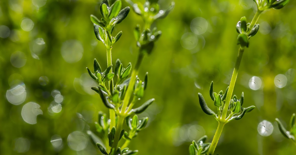 Natural Nature: Tijm