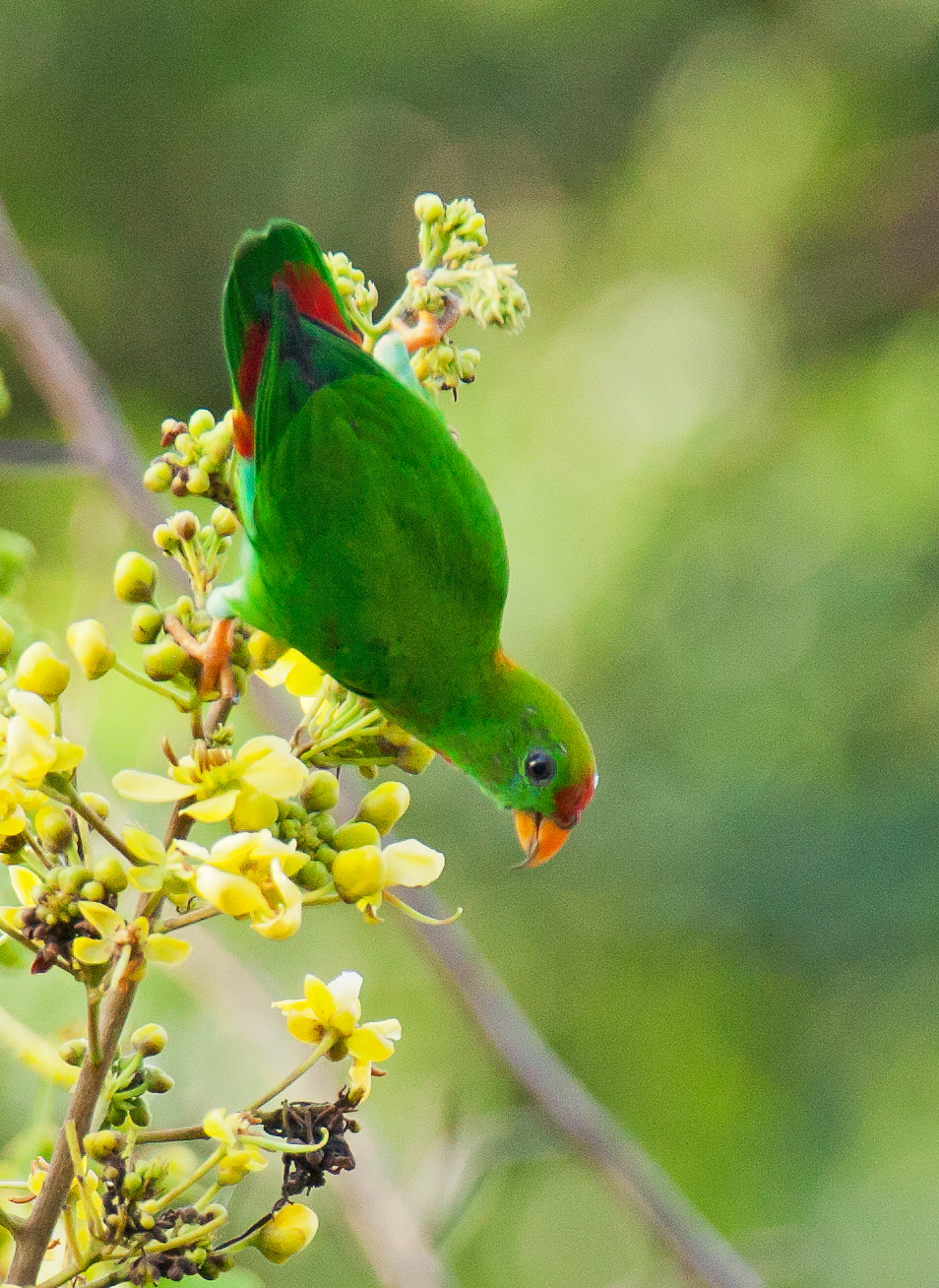 TWO BIRDERS TO GO: A Date with the Colasisi