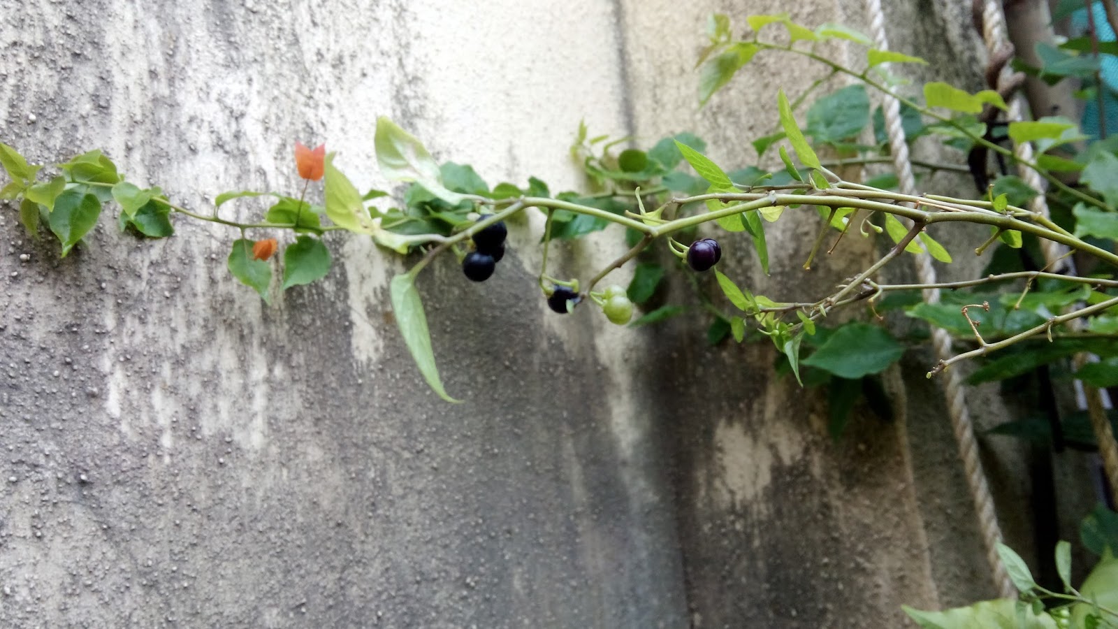 Garden Care Simplified: Piper Nigrum Black peppers close up of black ...