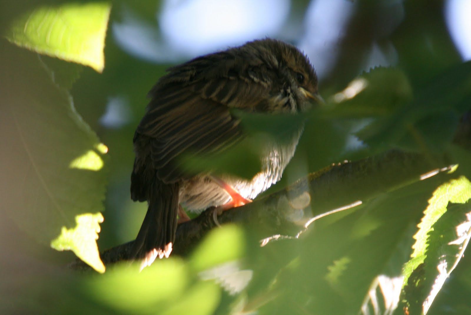 Birdland West: Fledglings in Seattle, Gulls in New Jersey