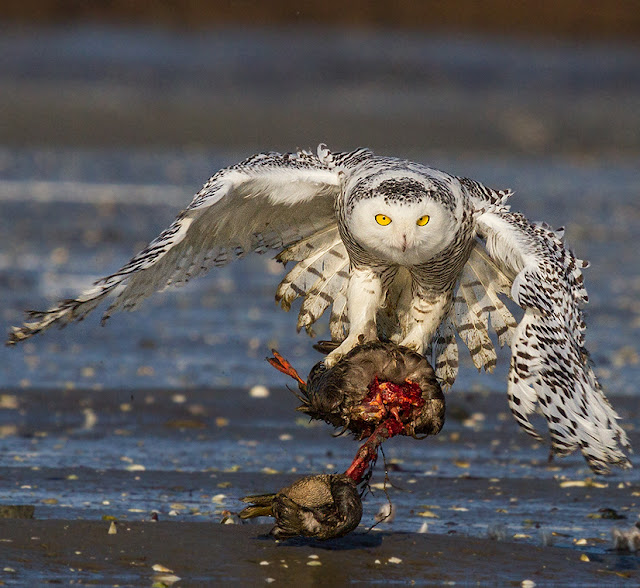 BARRY the BIRDER: Do Snowy Owls catch fish?