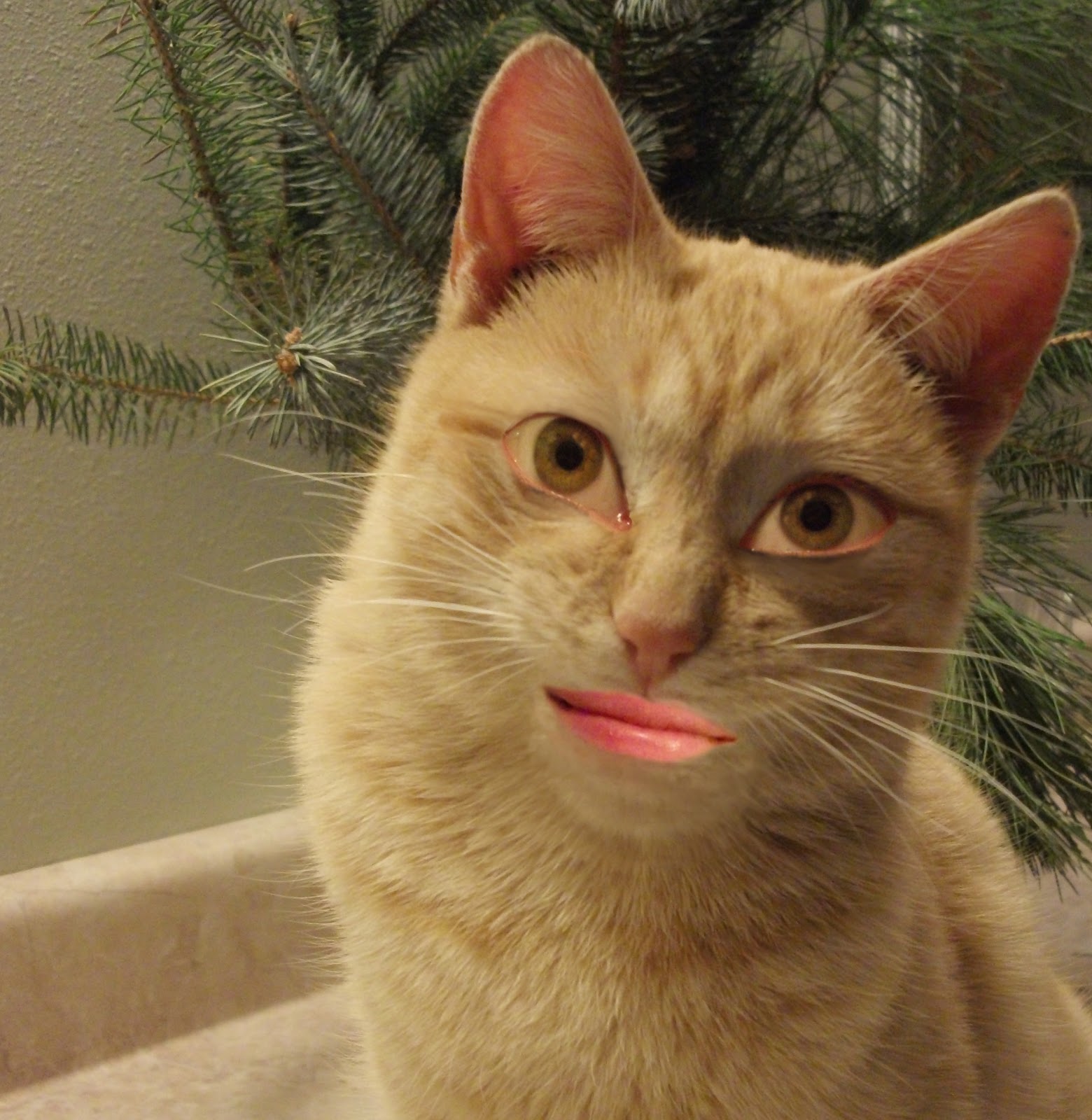 Through the Lens: Animal Morph