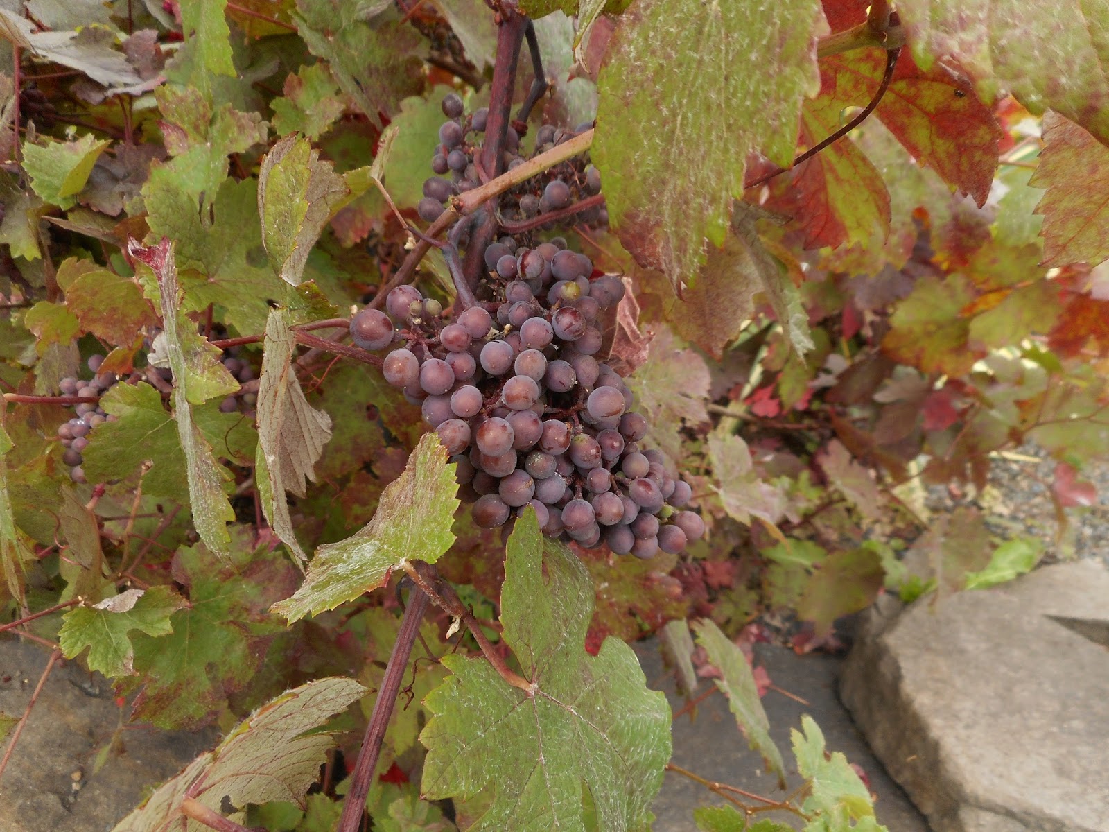 Gardening With Grace: The Oregon Garden