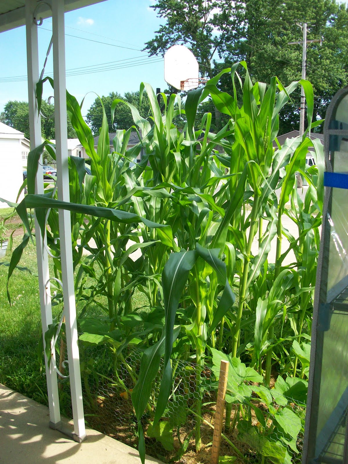 Necessity Is The Mother...: A Giant Corn Privacy Fence.