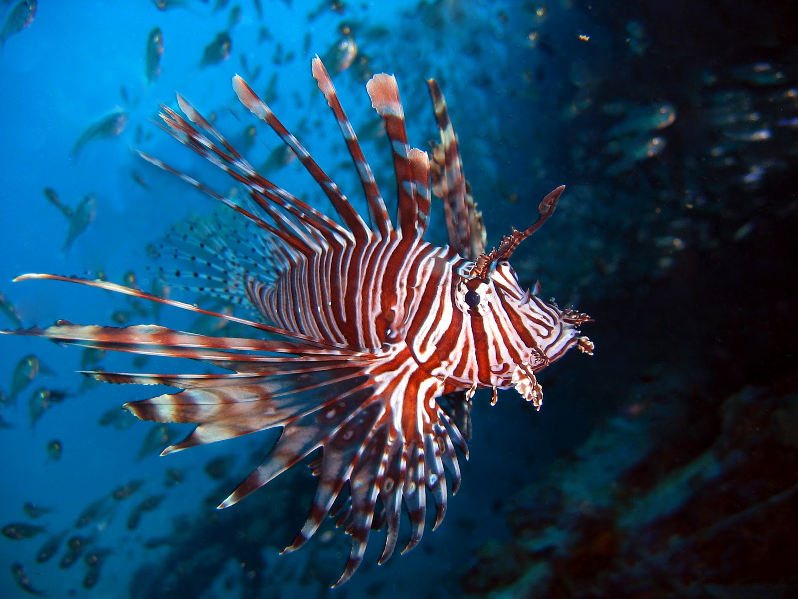 ~Cocoafang's Randomness Blog~: Lionfish fin armor