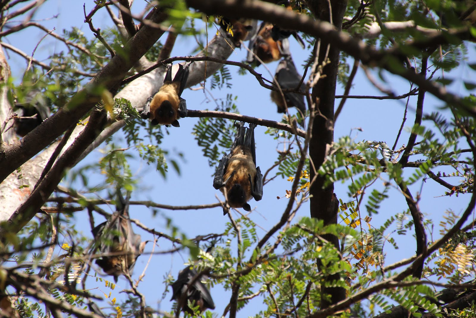 INDIA: Bats....VERY BIG BATS!!!