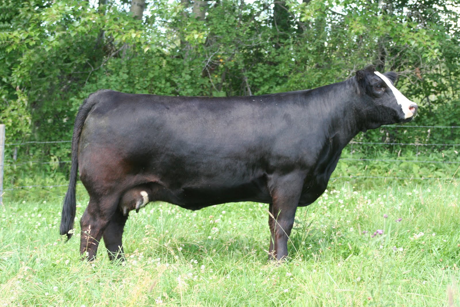 DIAMOND G CATTLE CO.: High Country Cattle Services