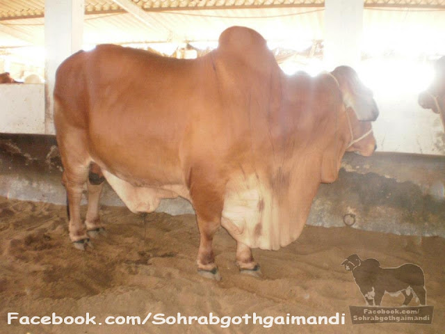 Sohrab Goth Gai Mandi Photos Gallery: Amir Dilpasand Cattle Farm 2013
