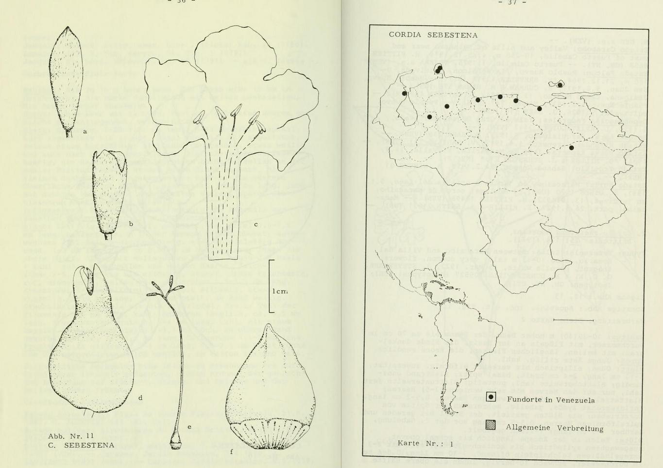 EL BLOG DE CARLOS SUAREZ....: Cordia sebestana L., Sp. Pl. 190 (1753), Fam.