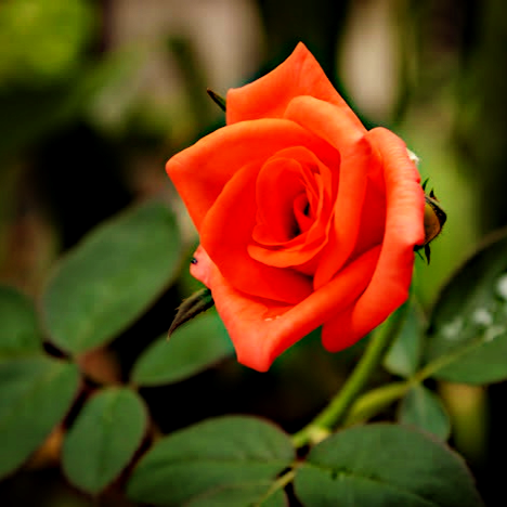 Fantastis 14+ Bunga Mawar Jingga - Gambar Bunga Indah