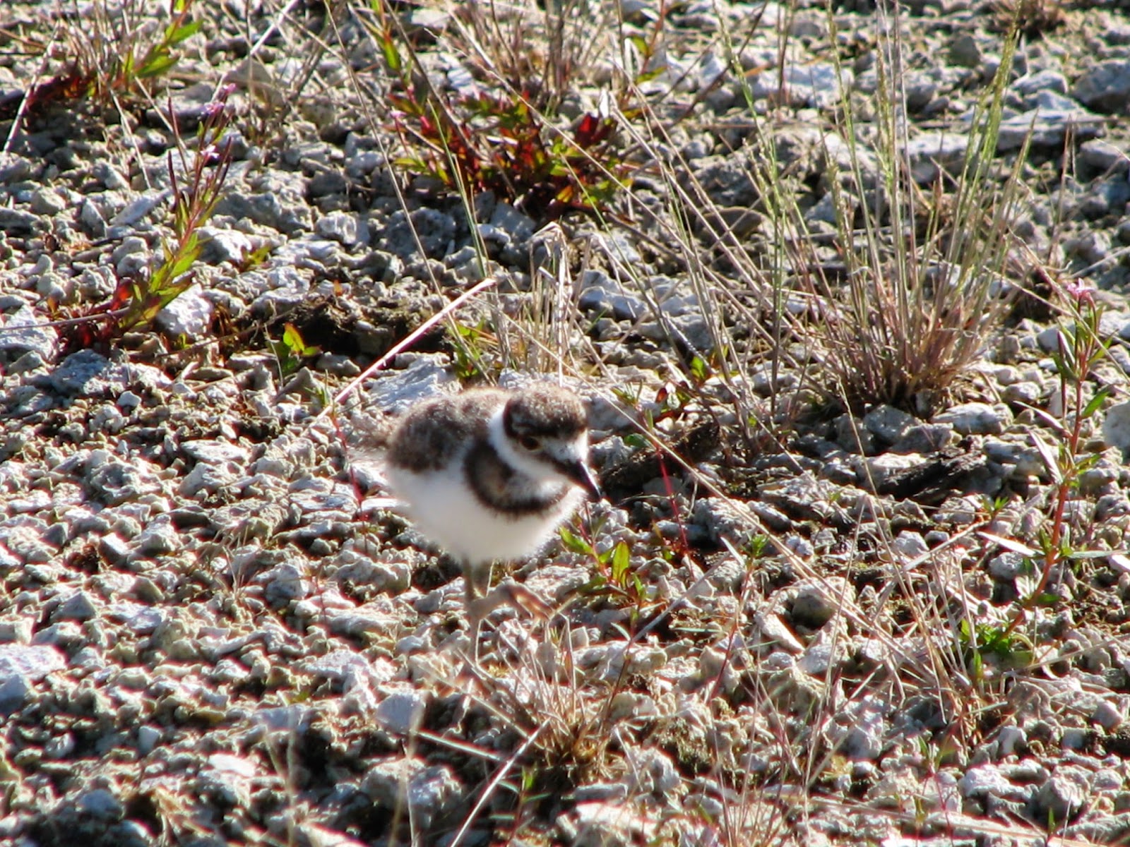 BirdingGirl: Killdeer Chick in Yellowstone National Park