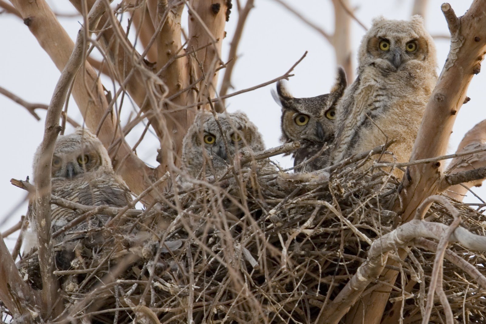 Suburban Naturalist: Owl Calls