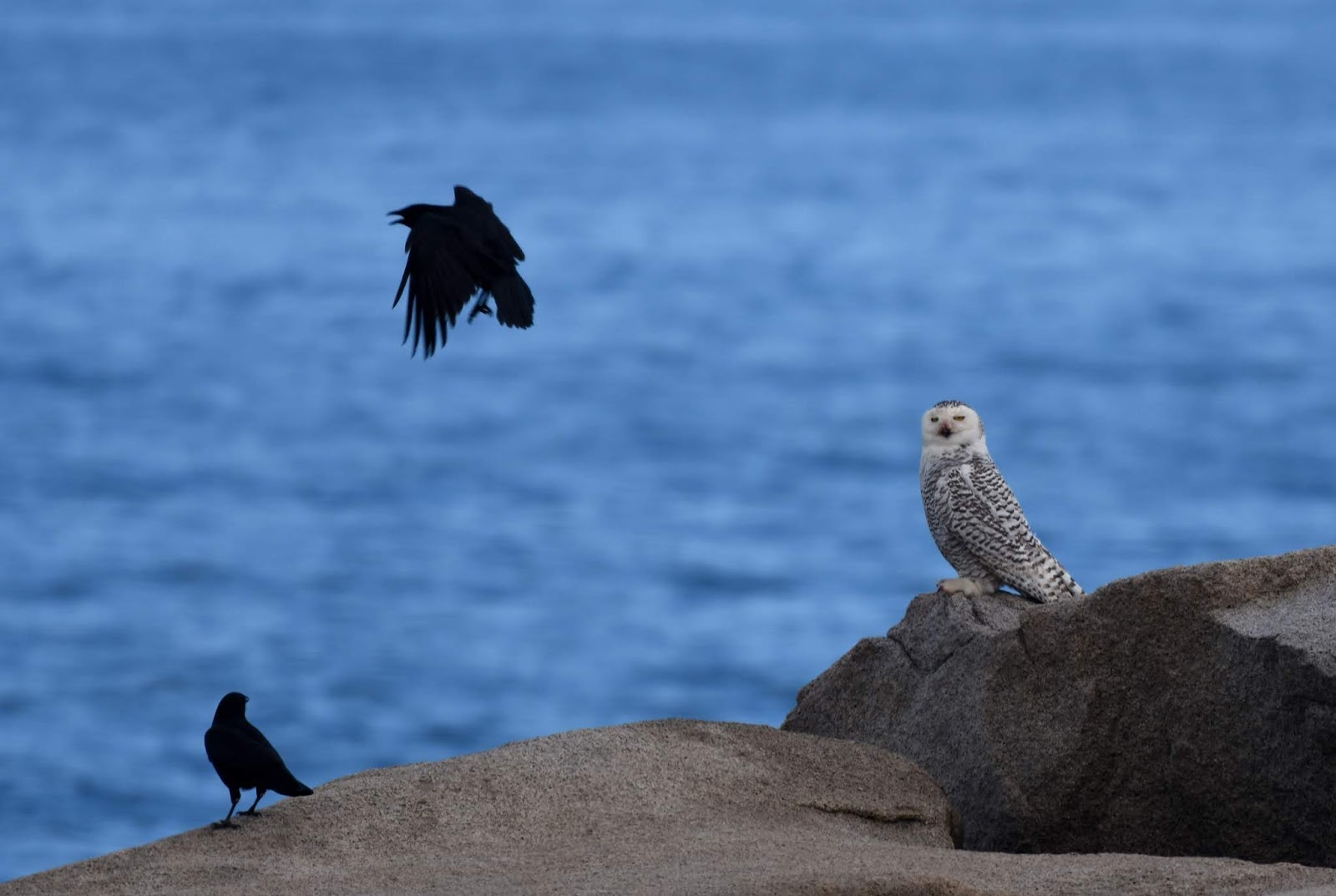 Notes from Halibut Point: Crow Combat