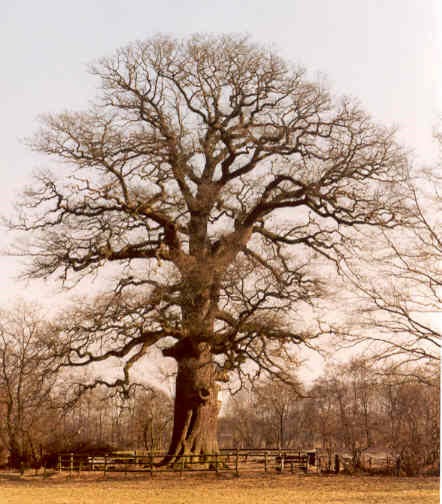 Giant Trees From Around The World: Oak Trees