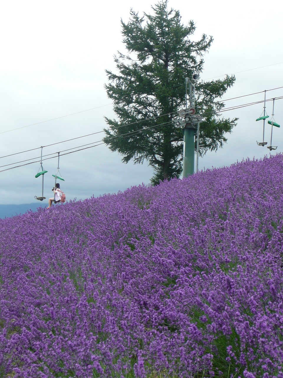WEBS OF SIGNIFICANCE: Nakafurano's Lavender Park