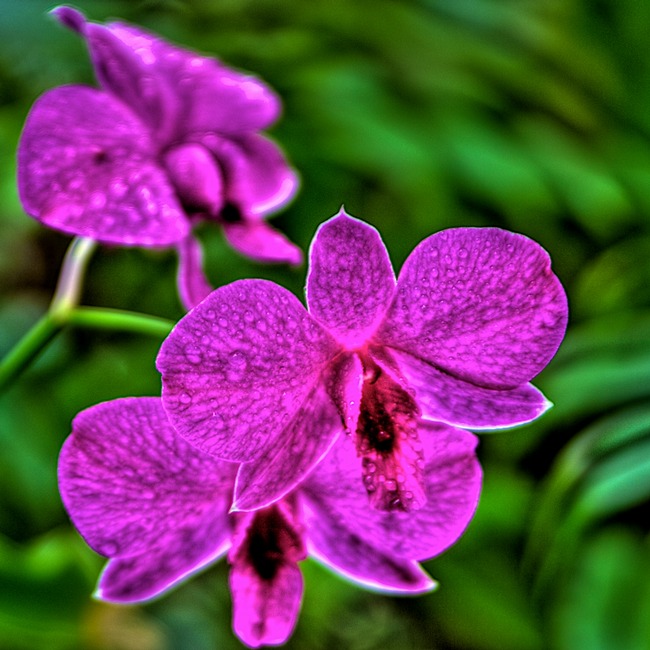 BEAUTY OF THE WORLD: Tropical Rain Forest Flowers