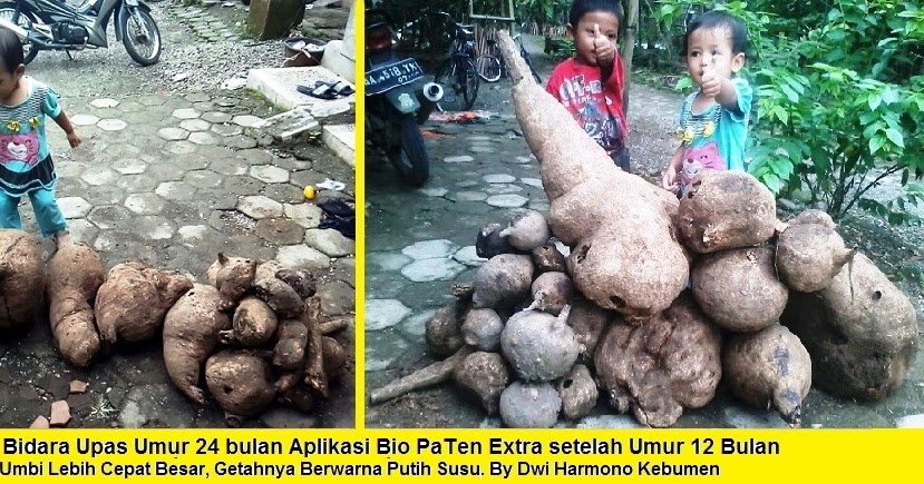 BIO PA-TEN EXTRA: Umbi Bidara Upas umur 6 bulan dan 24 bulan aplikasi ...