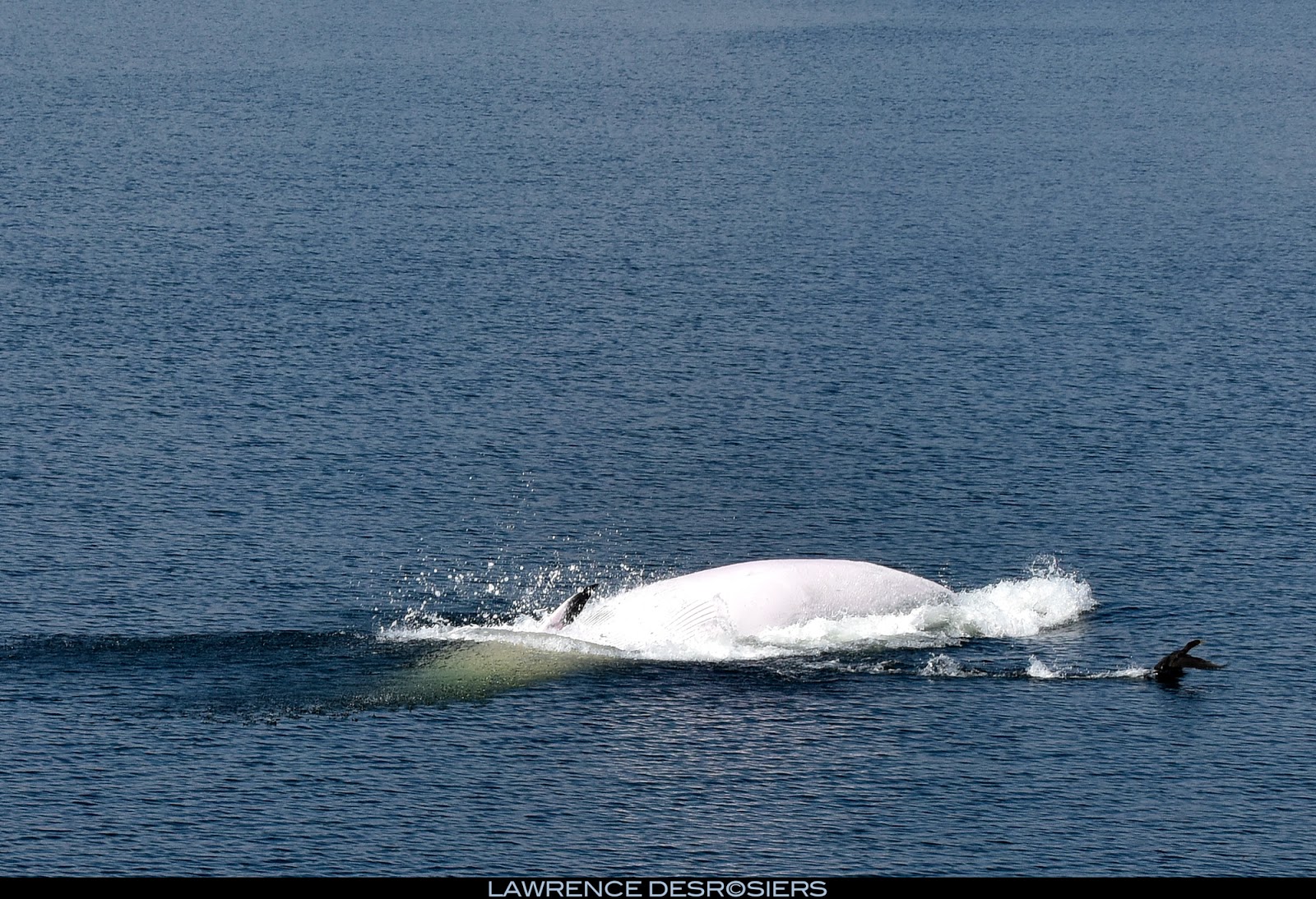 Photos, mots et dessins: Rorqual commun...