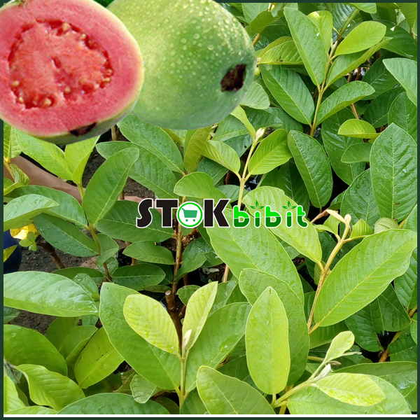 Jambu biji | cara menyambung tanaman jambu biji - bibit mangga agrimania