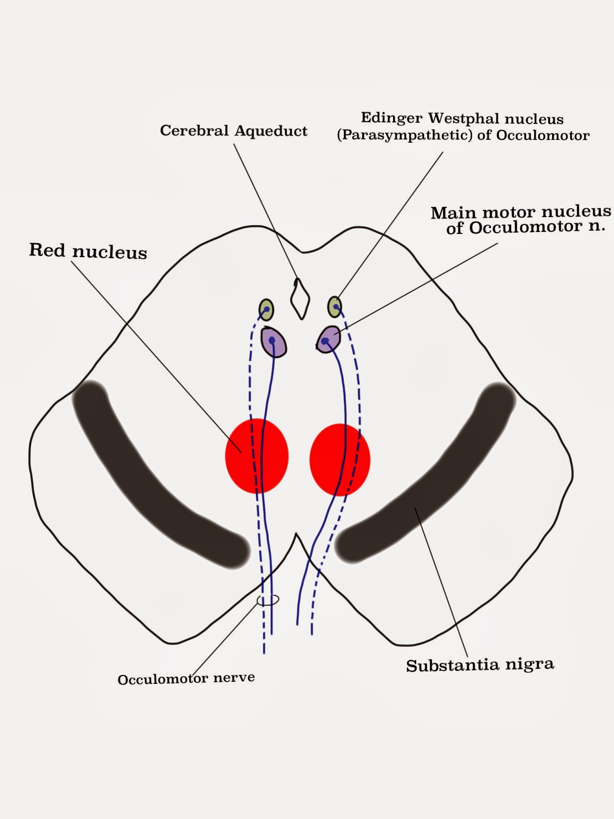 A Tale of Med Students: Oculomotor Nerve – Cranial Nerve III/3
