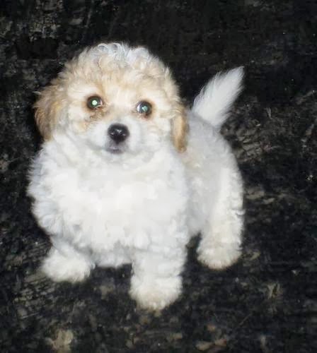 Perros French Poodle: Perros french poodle