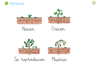 La ventana de mi clase. 1º de Primaria: ¿Qué necesitan LAS PLANTAS para ...