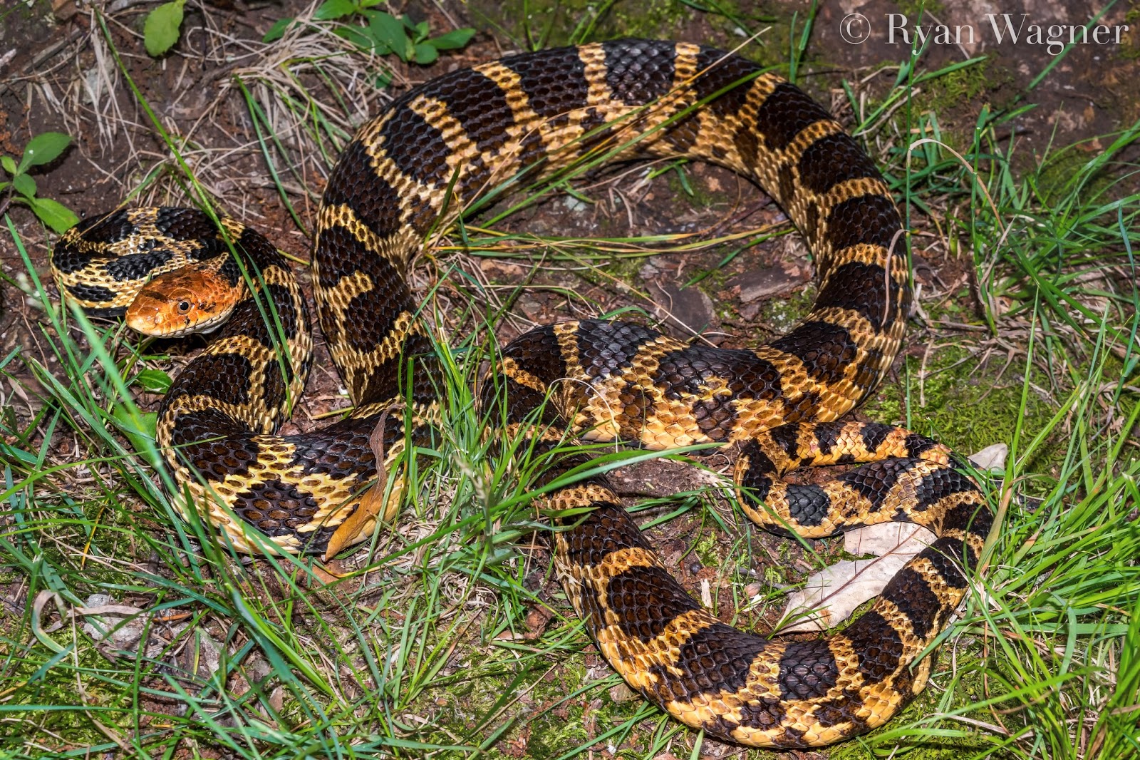 Field Life: Finally a Foxsnake!