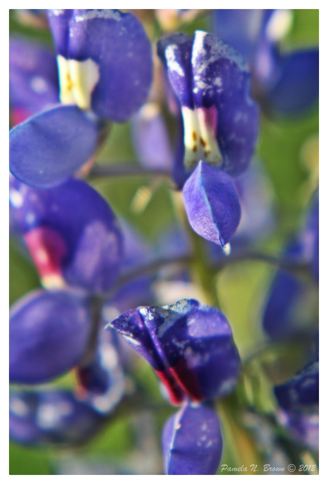Bluebonnets in Buffalo Gap | Pammy's World