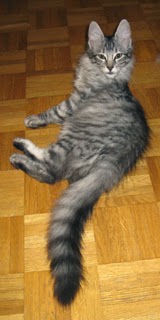 Angora turco tabby atigrado azul
