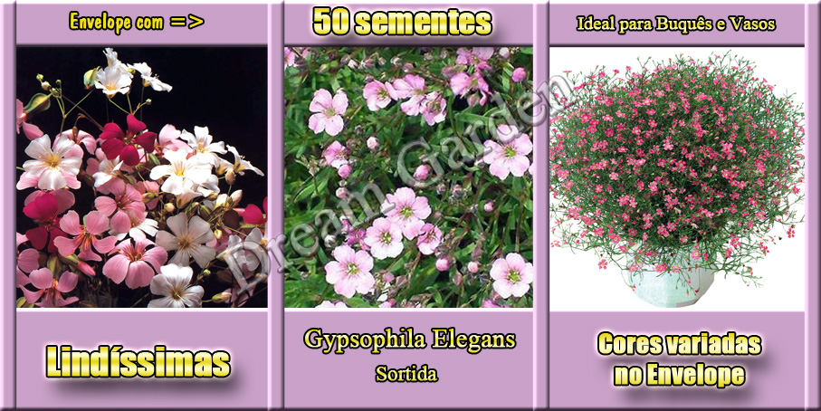 Dream Garden: Gypsophila Elegans Sortida