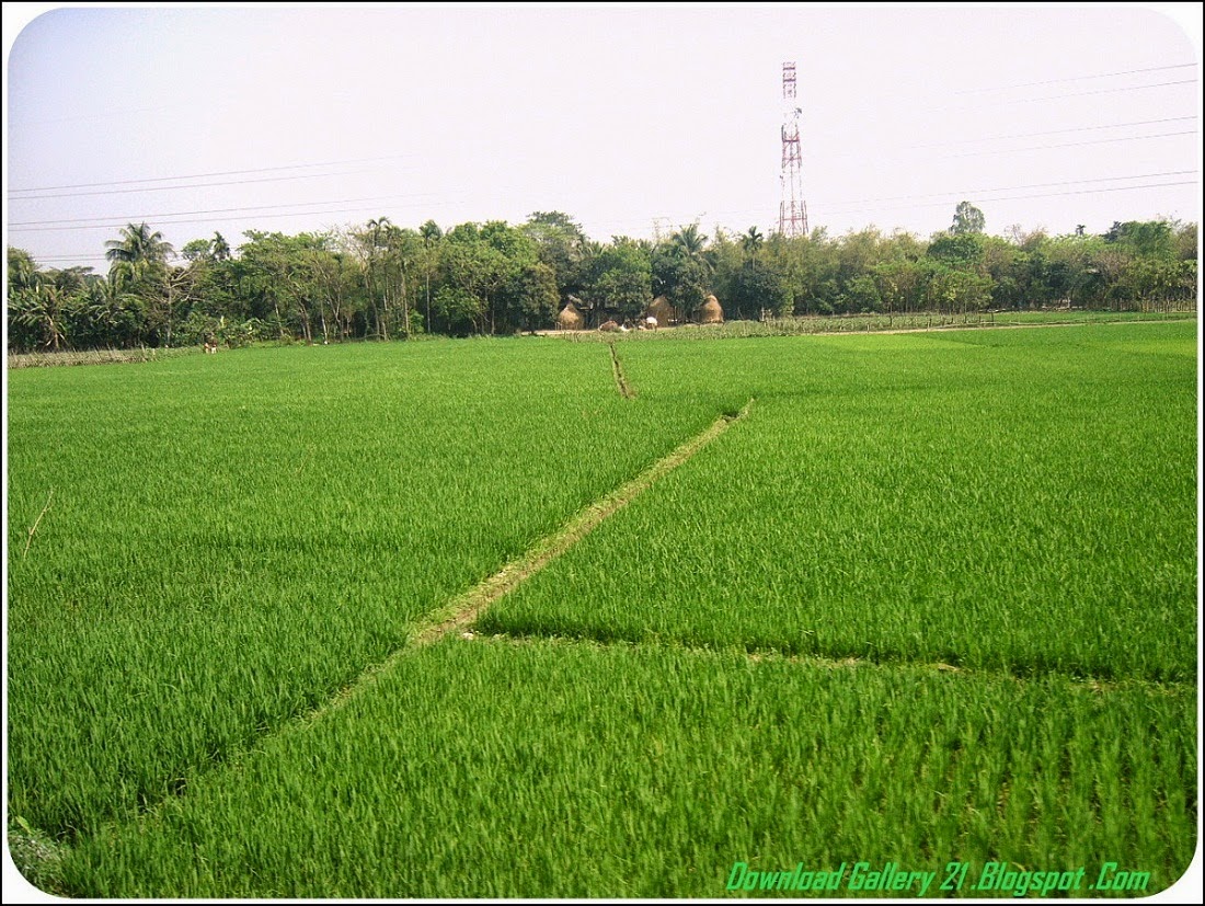 Gramin Natural wallpaper of Bangladesh village people Rongin weather Images