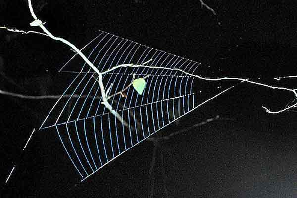 Retired--Now What?: Web Addresses Addendum