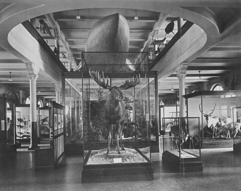 WHALES, CAMPS & TRAILS: The Sulphur Bottom Whale Model 1907