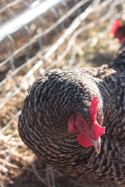 Ba-Gawks: Awkward Chicken Files: Close Ups