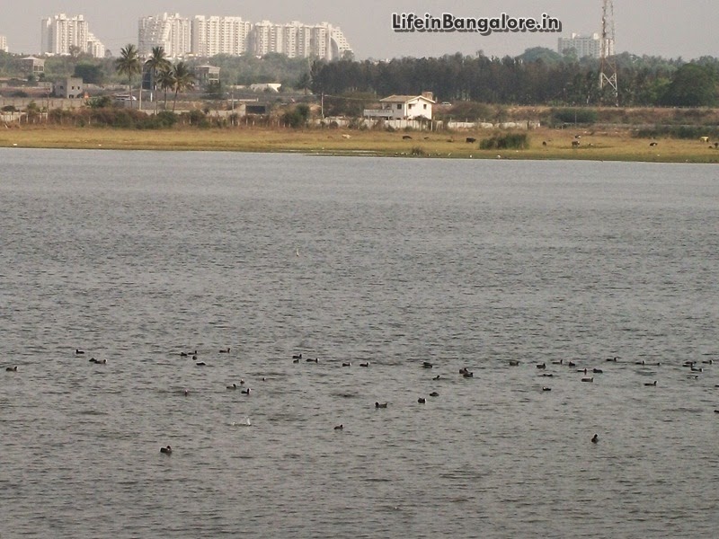 LifeinBLR - Life in Bangalore: Begur Lake Bangalore Photo Album